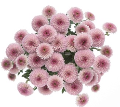Buy Pom Lavender Novelty Button Pink Dotty - Flower Marketplace