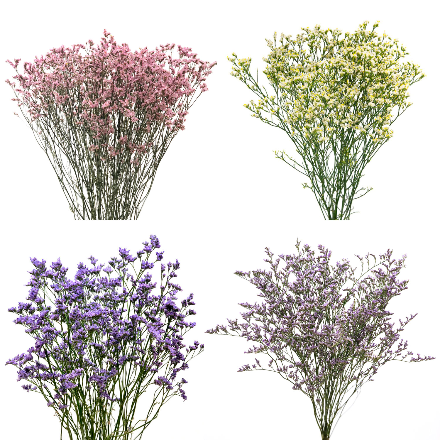 Buy Limonium Assorted - Flower Marketplace